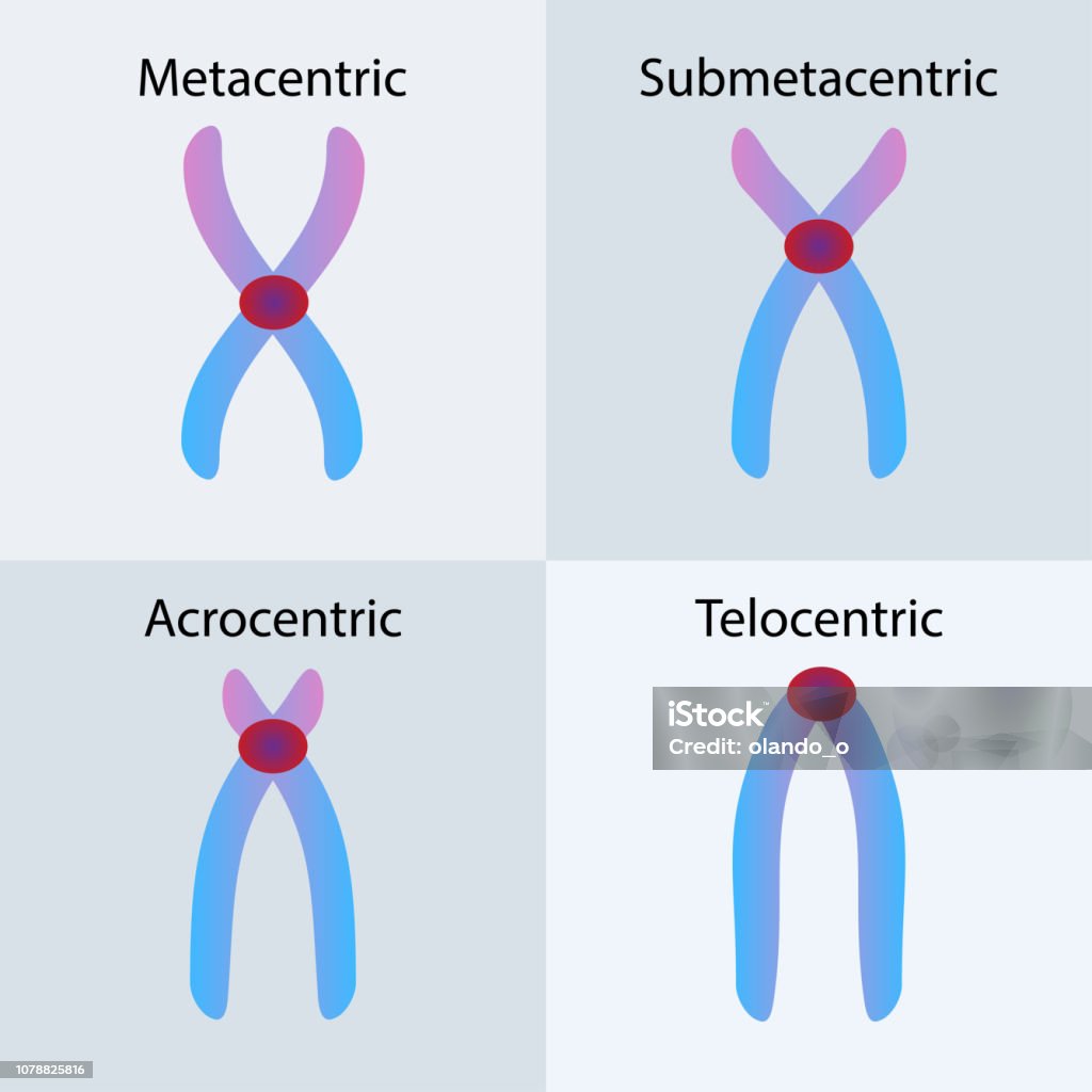 Type Of Chromosome Stock Illustration - Download Image Now - Telomere ... Type Of Chromosome Stock Illustration - Download Image Now - Telomere ...