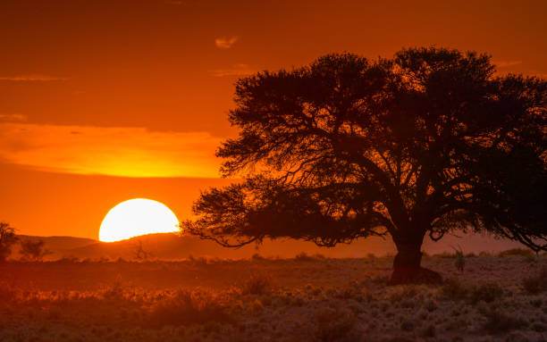 Safari Sunset Pictures | Download Free Images on Unsplash