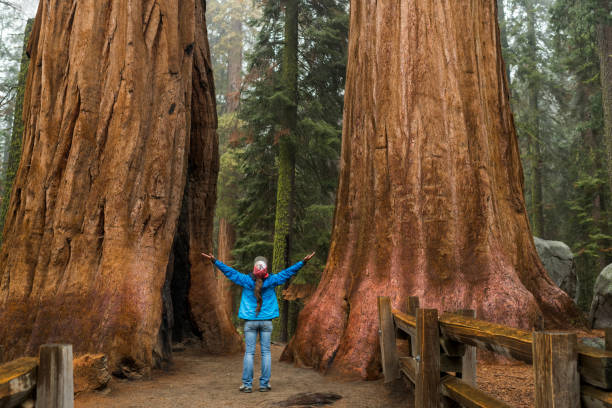 Free Stock Photo of Woman walking through giant redwood trees ...