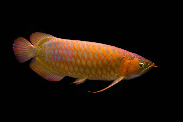 Arowana Pictures | Download Free Images on Unsplash