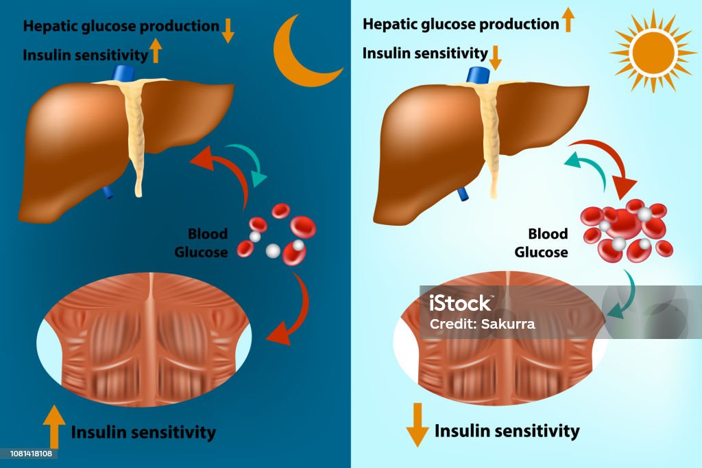 Skeletal Otot Dan Metabolisme Hati Untuk Pengaturan Sistem Glukosa Homeostasis Ilustrasi Stok