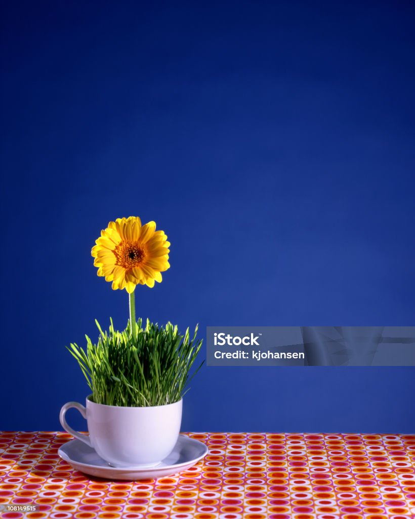 Teacup 함께 데이지 내부 기이함에 대한 스톡 사진 및 기타 이미지 기이함 찻잔 받침 0명 Istock