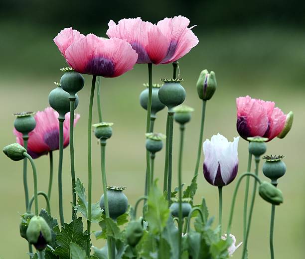 500+ Poppy Pictures [HD] | Download Free Images on Unsplash