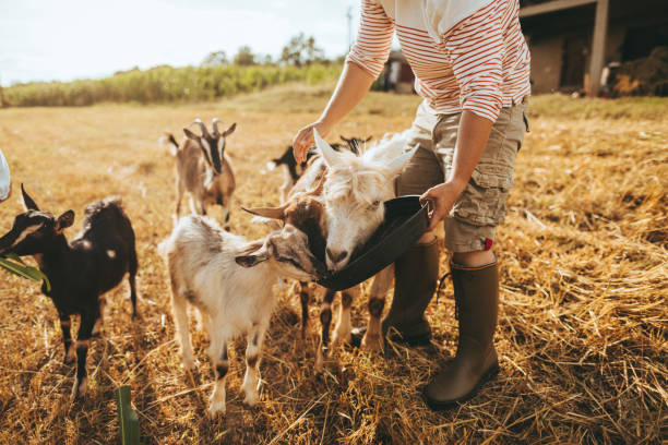 Goat Farm Pictures | Download Free Images on Unsplash