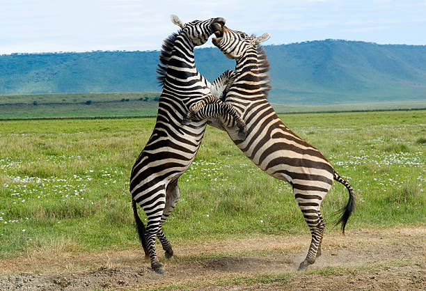 20+ Zebra Fighting Conflict Rearing Up Stock Photos, Pictures & Royalty ... 20+ Zebra Fighting Conflict Rearing Up Stock Photos, Pictures & Royalty ...