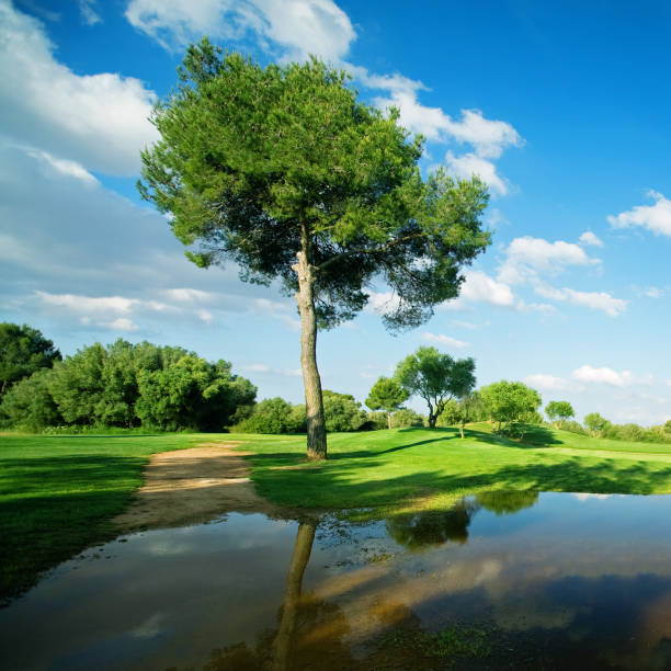 Free Stock Photo of Water Body Surrounded by Trees and Grass | Download ...
