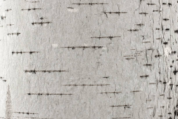 Free picture: timber, tree, cortex, bark, black, close-up, texture ...