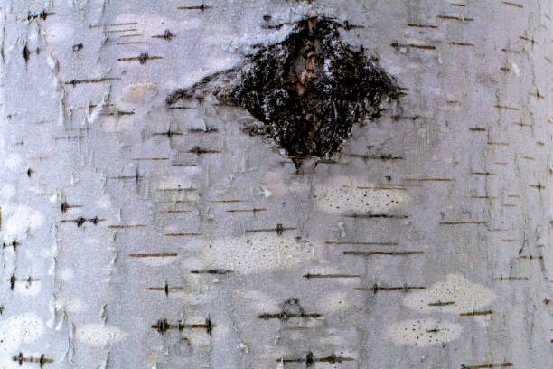 Free picture: timber, tree, cortex, bark, black, close-up, texture ...