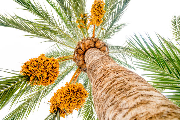Dates Tree Pictures | Download Free Images on Unsplash