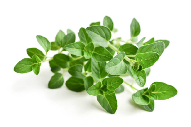 Oregano Pictures | Download Free Images on Unsplash