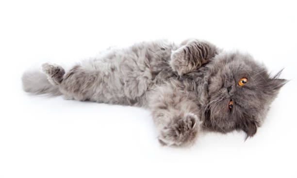 Cat Laying Pictures | Download Free Images on Unsplash
