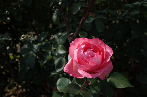 Pink Panther Pictures | Download Free Images on Unsplash