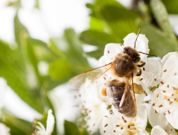 Nature Honey Bee Close Up - Free photo on Pixabay
