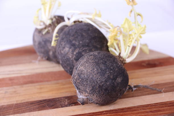 Free picture: agriculture, black, radish, root, vegetable, food, nature ...