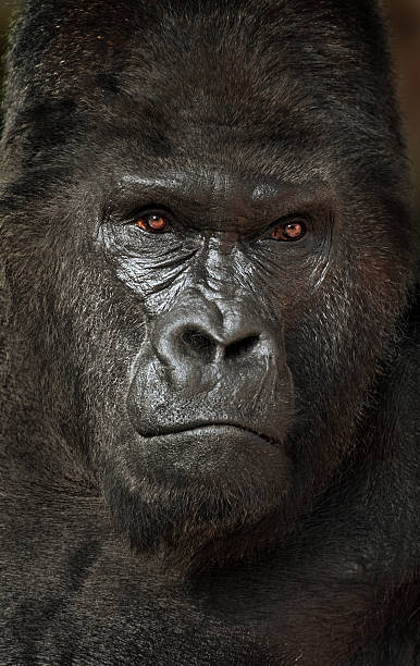 Gorilla Face Pictures | Download Free Images on Unsplash