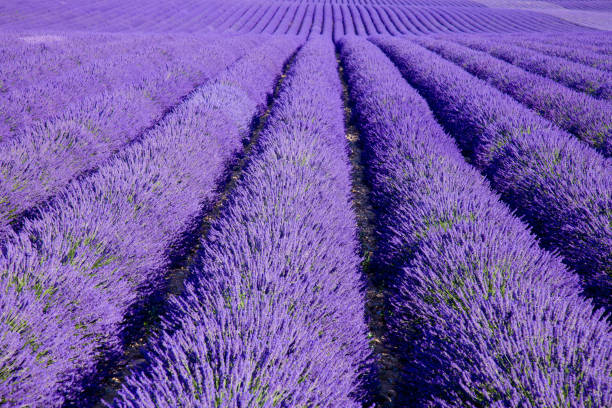 Purple Field Pictures | Download Free Images on Unsplash