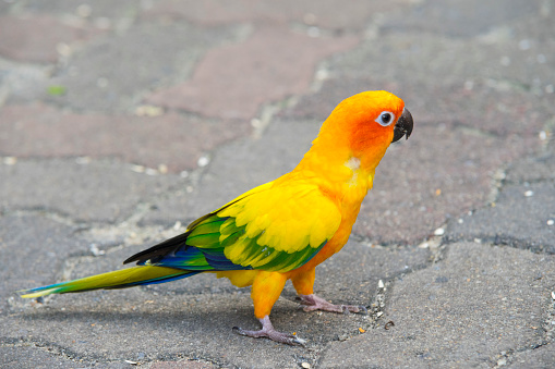 Burung Burung Beo Sun Conure Yang Indah Foto Stok - Unduh Gambar ... Burung Burung Beo Sun Conure Yang Indah Foto Stok - Unduh Gambar ...