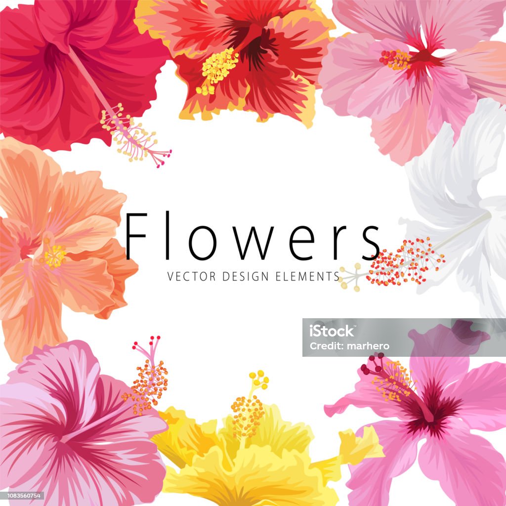Colorful Hibiscus Flowers Background Stock Illustration Download