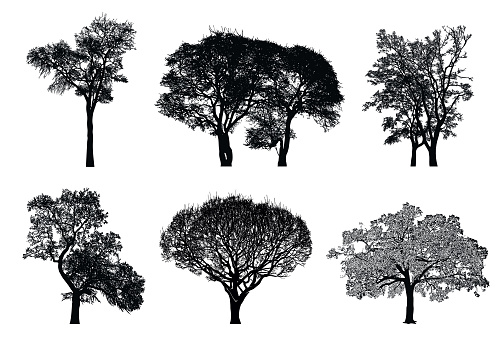 Silhouettes Darbre Noirs Vector Image Isolé Sur Fond Blanc Vecteurs