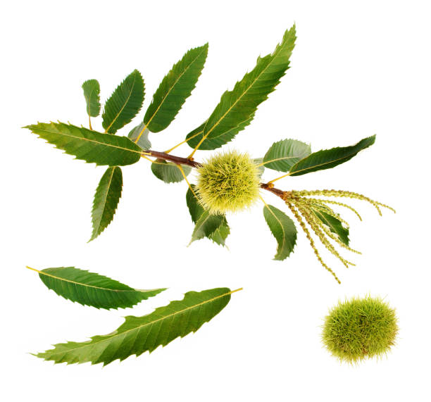 Chestnut Tree Branches Leaves - Free photo on Pixabay