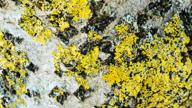 Free picture: Fungus on poplar tree bark close-up texture