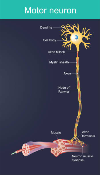 40+ Motor Neuron Stock Illustrations, Royalty-Free Vector Graphics ... 40+ Motor Neuron Stock Illustrations, Royalty-Free Vector Graphics ...