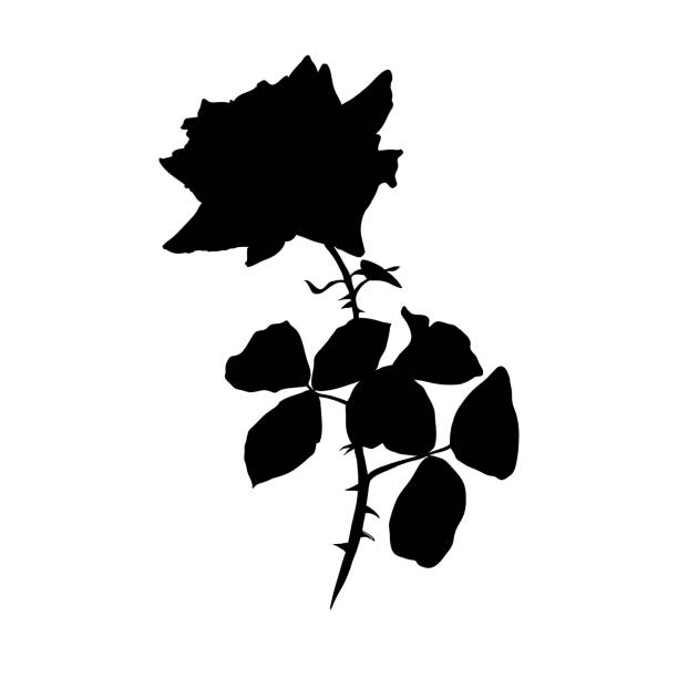 50 Silhouette Of Rose Bush Tattoos Ilustrasi Grafik Vektor And Clip