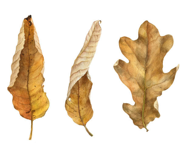 Free Stock Photo of Dead leaf | Download Free Images and Free Illustrations