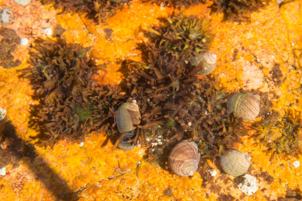 Free picture: Saltwater mussel shell on dry rocks summer season