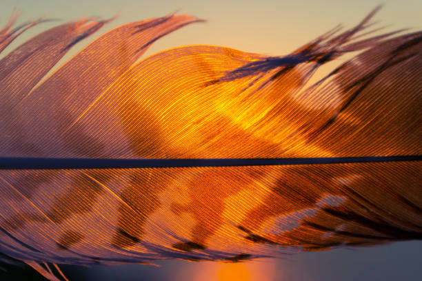 Fether Pictures | Download Free Images on Unsplash
