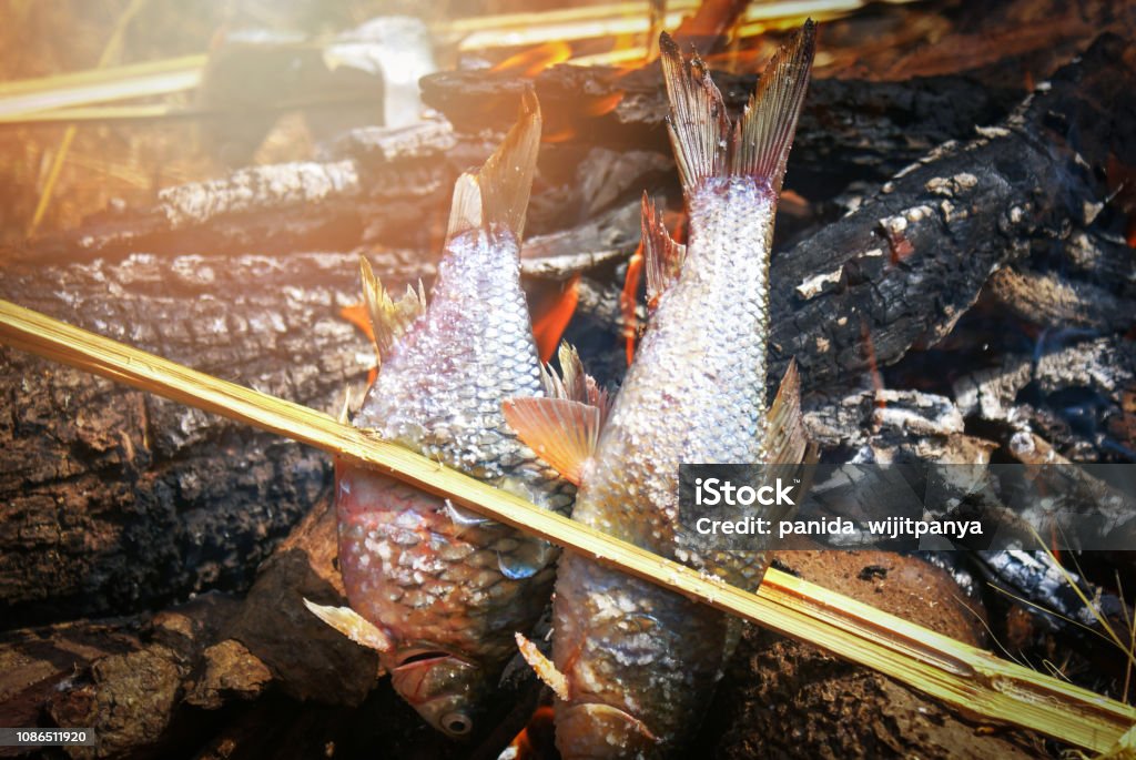 Ikan Bakar Bakar Ikan Dalam Tongkat Bambu Pada Api Unggun Dengan Arang