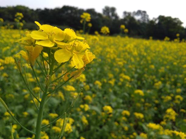 Mustard Tree Pictures | Download Free Images on Unsplash