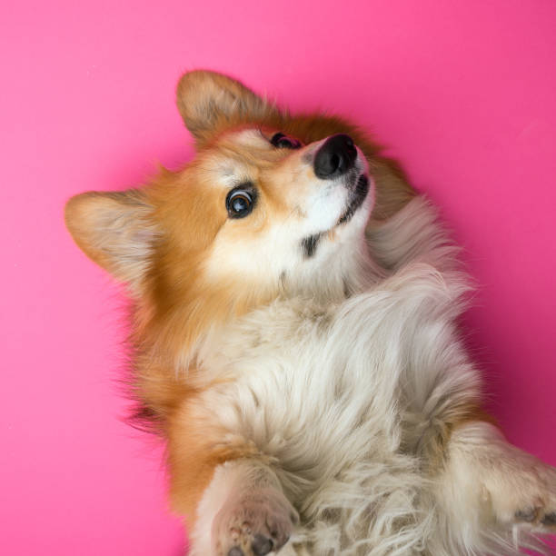 Pink Dog Pictures | Download Free Images on Unsplash