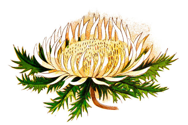 30 Stemless Carline Thistle Illustrations Stock Illustrations Royalty Free Vector Graphics