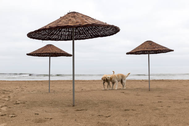 Free picture: dog, parasol, summer, sand, beach, canine, pet, nature ...