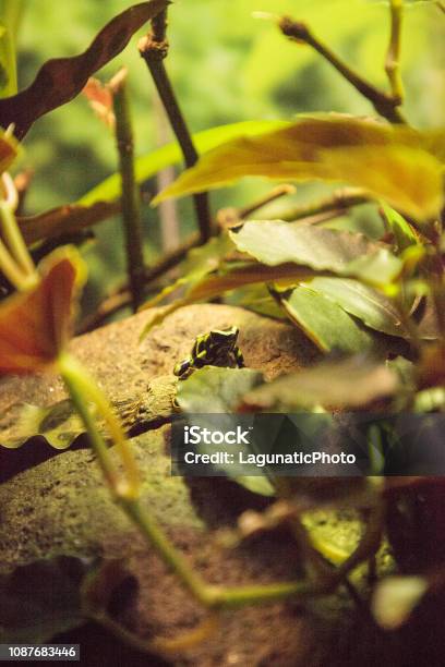 Hijau Dan Hitam Racun Katak Dart Dendrobates Auratus Foto Stok Unduh