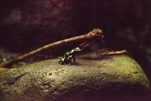 Hijau Dan Hitam Racun Katak Dart Dendrobates Auratus Foto Stok Unduh