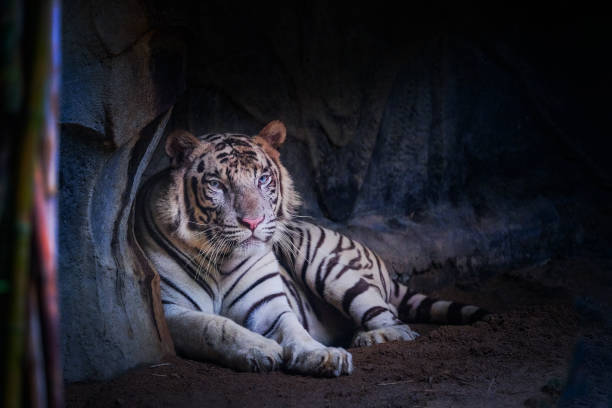 Free picture: bengal, cave, predator, tiger, cat, feline, stripe ...