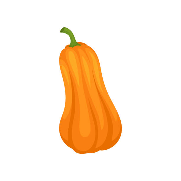 1500 Butternut Squash Stock Illustrations Royalty Free Vector