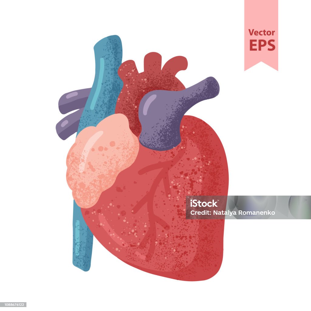 Ludzkie Serce Anatomii Wektor Ilustracji - Stockowe grafiki wektorowe i ... Ludzkie Serce Anatomii Wektor Ilustracji - Stockowe grafiki wektorowe i ...