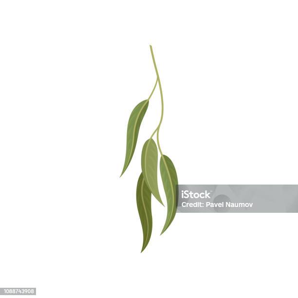Cabang Dengan Daun Hijau Willow Eucalyptus Atau Ranting Zaitun ... Cabang Dengan Daun Hijau Willow Eucalyptus Atau Ranting Zaitun ...