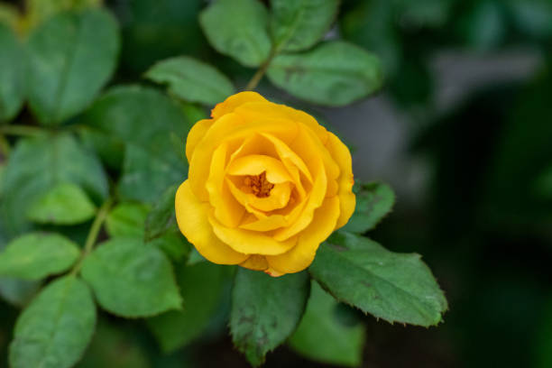 Free Stock Photo of Close Up of a Yellow Rose in a Garden | Download ...