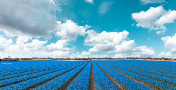 Free Stock Photo of Field of Blue Flowers Under Cloudy Sky | Download ...