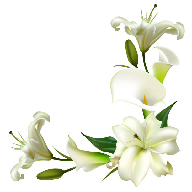 Calla Lily Border Clip Art Clipart Best - vrogue.co Calla Lily Border Clip Art Clipart Best - vrogue.co