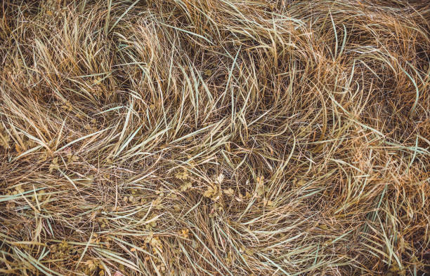 Free picture: dried, grass, pattern, details