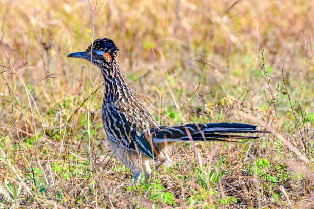 Imagen gratis: correcaminos, pájaro, geococcyx