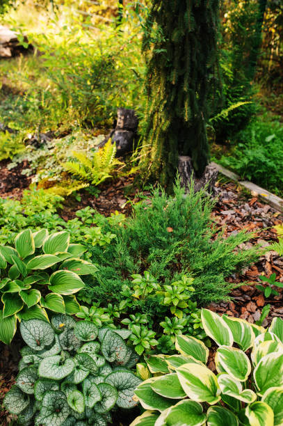 280+ Pachysandra Foto Foto Stok, Potret, & Gambar Bebas Royalti - iStock 280+ Pachysandra Foto Foto Stok, Potret, & Gambar Bebas Royalti - iStock