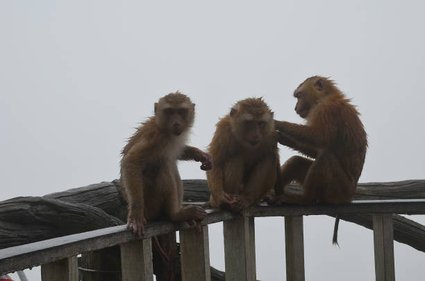 Free picture: Monkeys on a wooden platform in a wildlife sanctuary