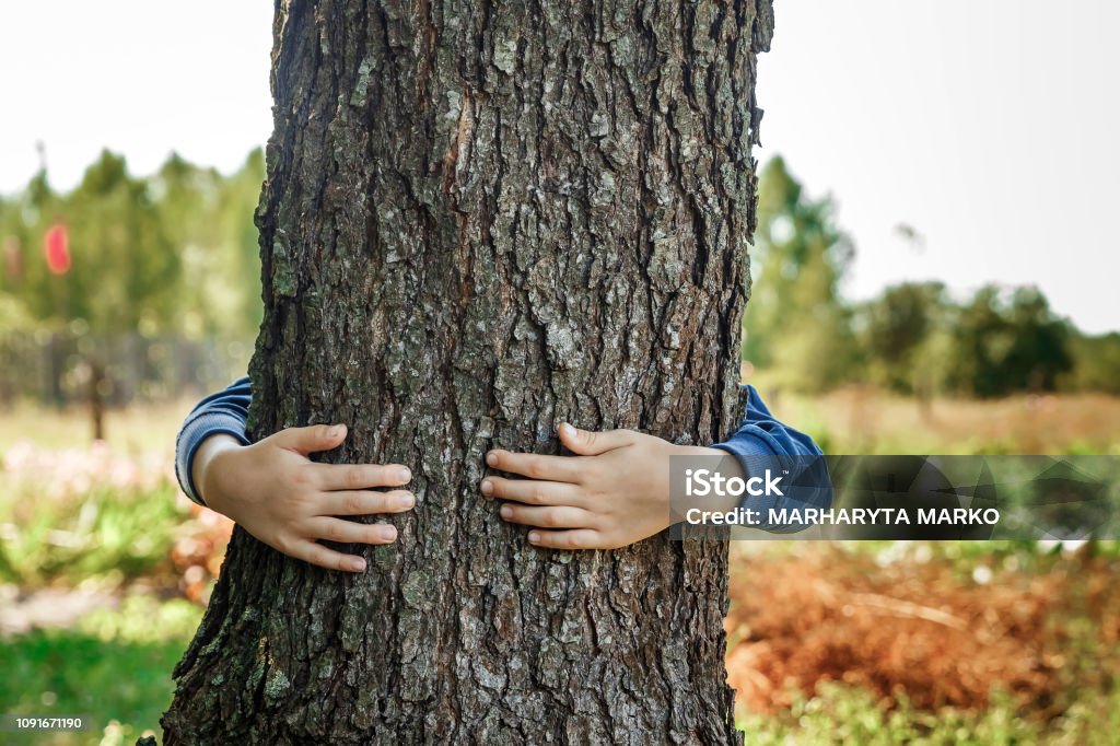Human Hands Hug Wrap A Tree Contact Man And Nature The Concept Of