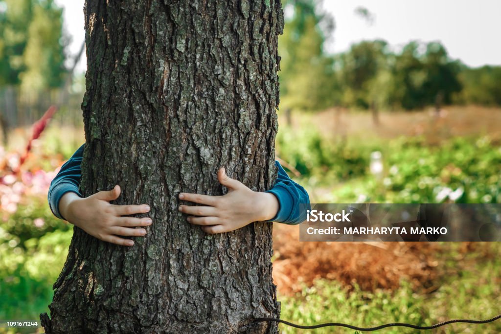 Human Hands Hug Wrap A Tree Contact Man And Nature The Concept Of